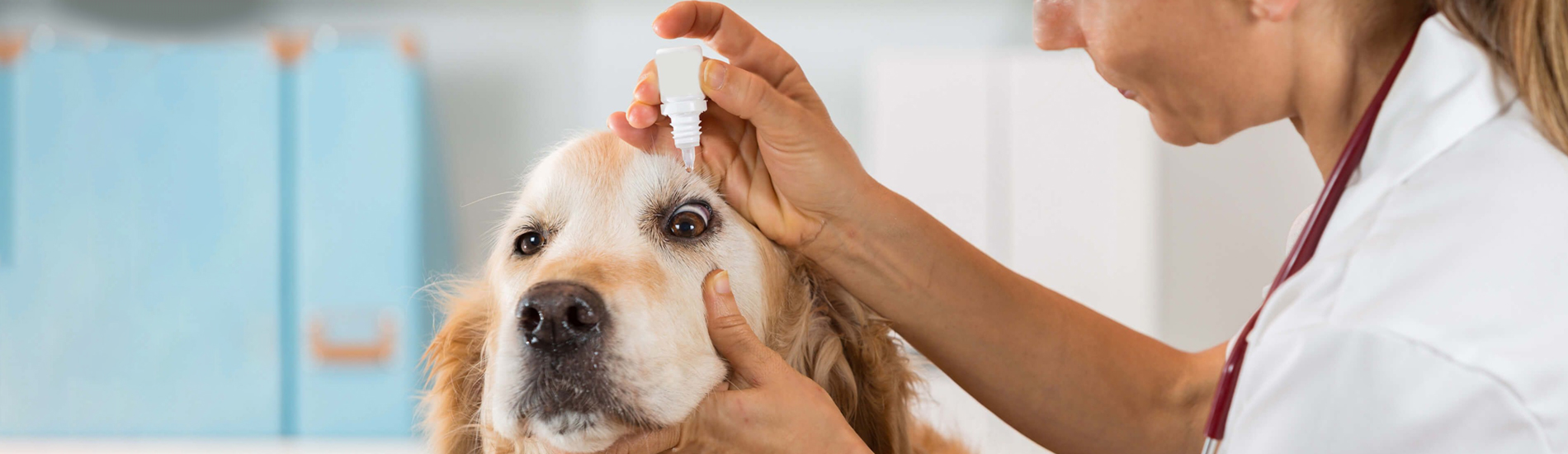 Animal Hospital Nogales - Small, Affordable, And Emergency Animal Hospital