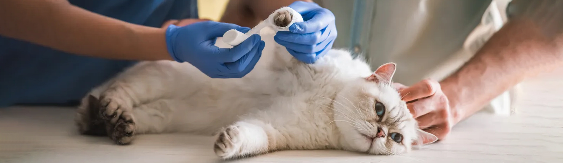 Animal Hospital Quartzsite - Small, Affordable, And Emergency Animal ...