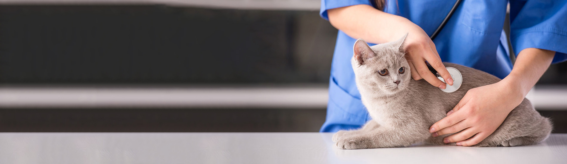 Animal Hospital Red Rock - Small, Affordable, And Emergency Animal Hospital