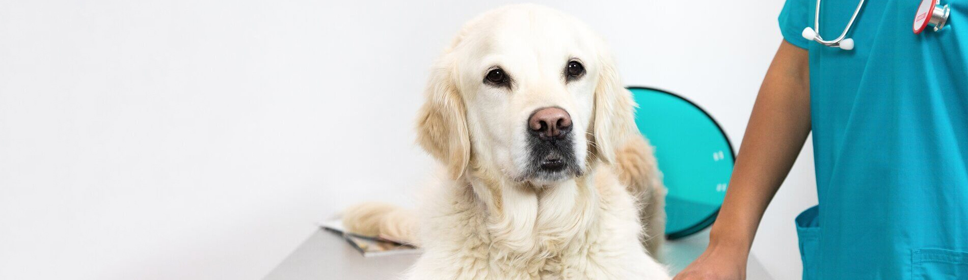 Animal Hospital Nogales - Small, Affordable, And Emergency Animal Hospital