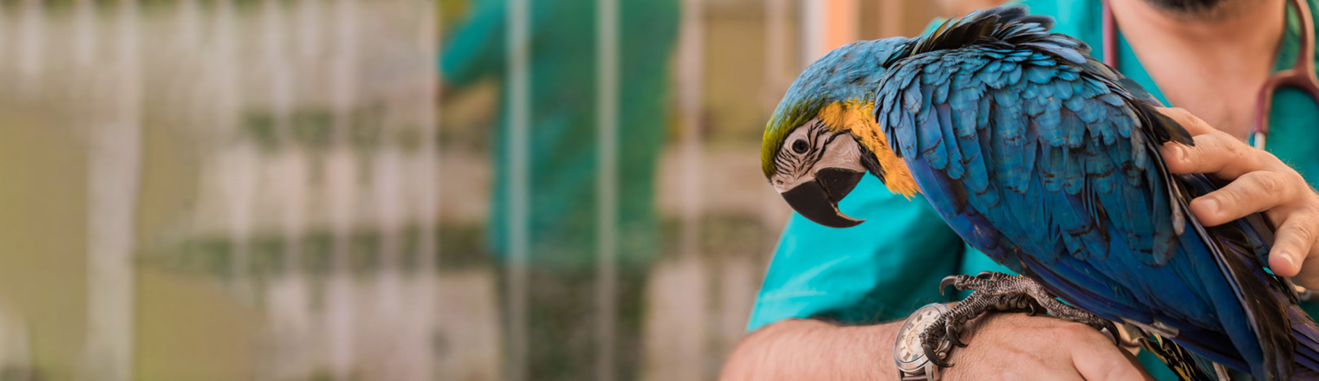 Bird Vet Escondido - Emergency Exotic Avian Vet Near Me