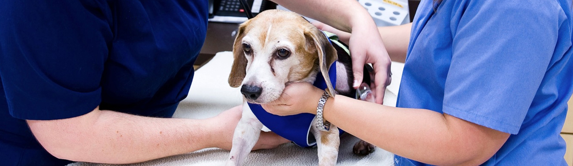 Emergency Vet Kingman - 24 Hour Emergency Vet Near Me