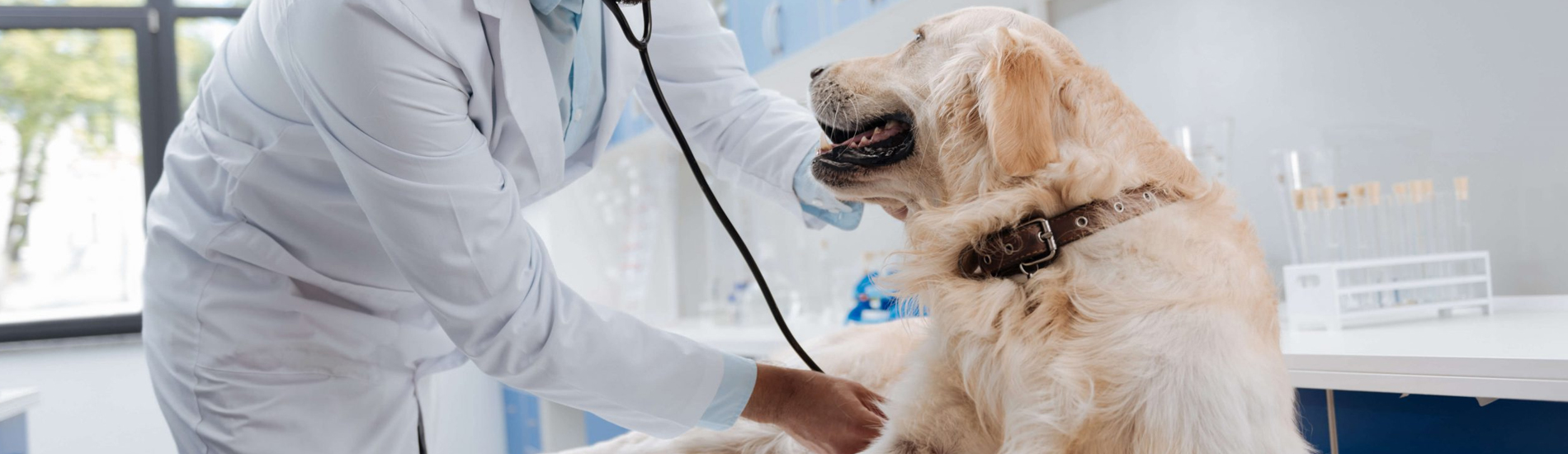 Emergency Vet Tubac - 24 Hour Emergency Vet Near Me