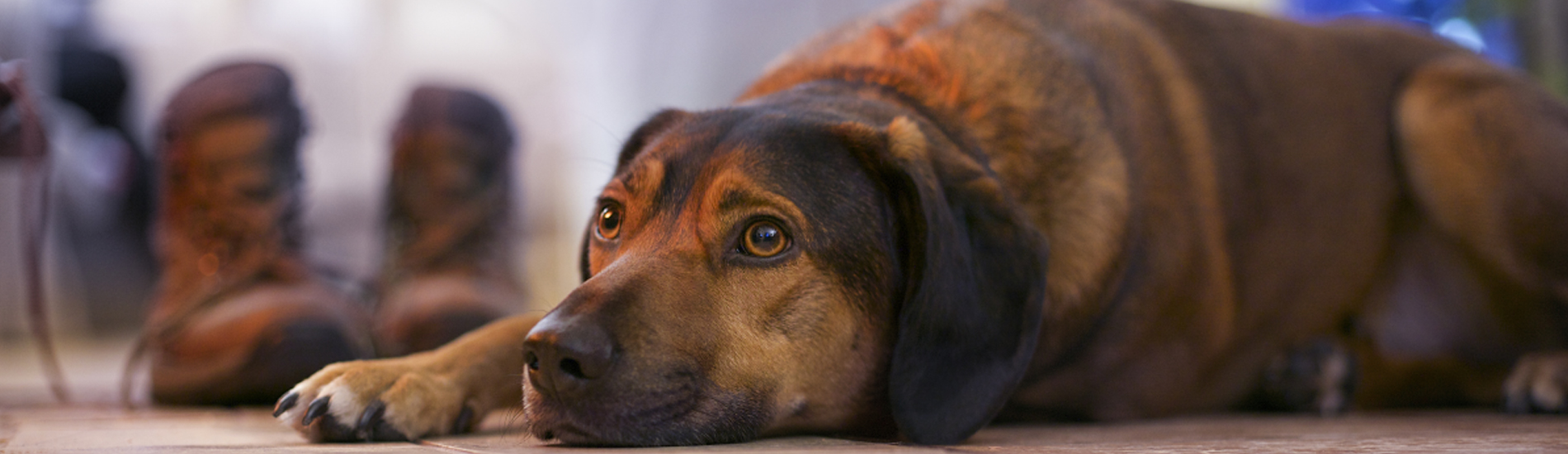 Pet Euthanasia Encino - Dog & Cat Euthanasia At Home Encino