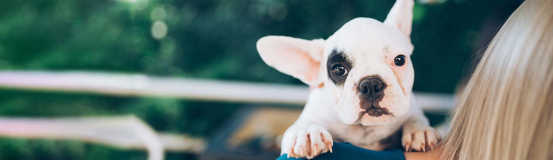 Spaying And Neutering Paramount - Low Cost Pet Spay And Neuter Clinic