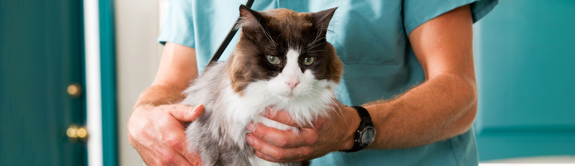 Spaying And Neutering Round Rock - Low Cost Pet Spay And Neuter Clinic