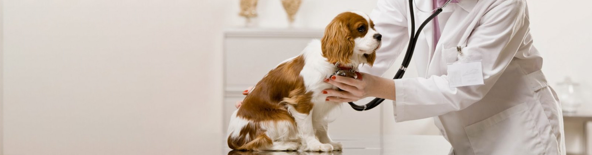 Veterinarian Clinic Oatman - Emergency Vet And Pet Clinic Near Me
