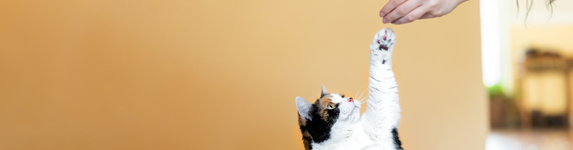 Veterinarian Clinic Rio Rico - Emergency Vet And Pet Clinic Near Me